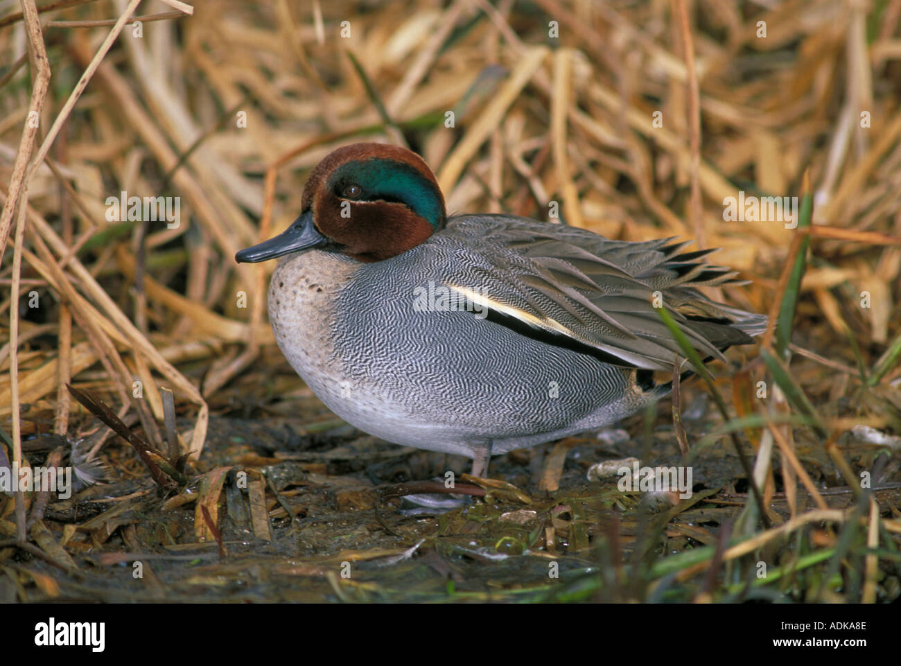 Teal Anas crecca male Norfolk winter UK Stock Photo - Alamy