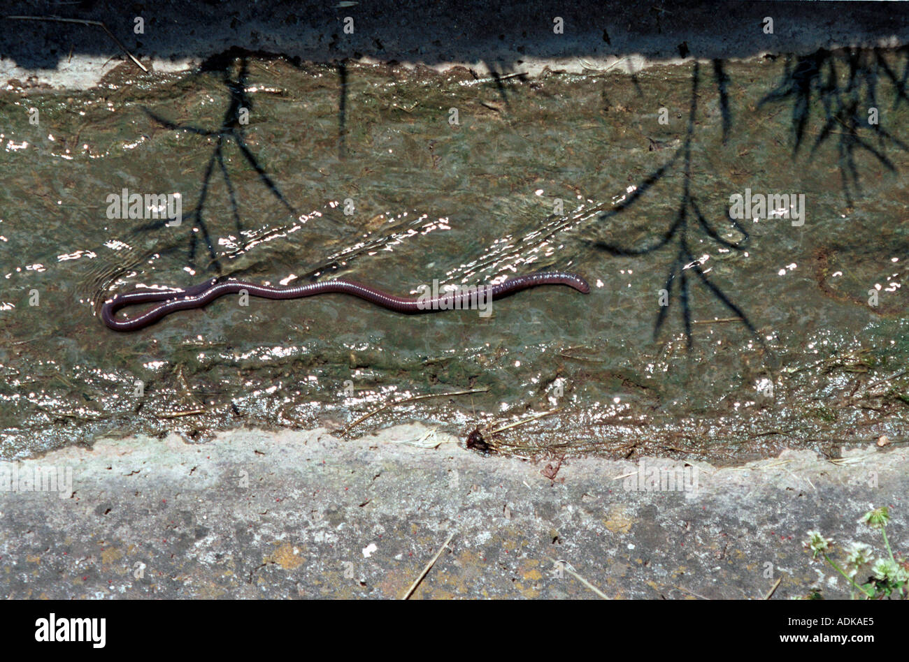 worm in a stream Stock Photo - Alamy