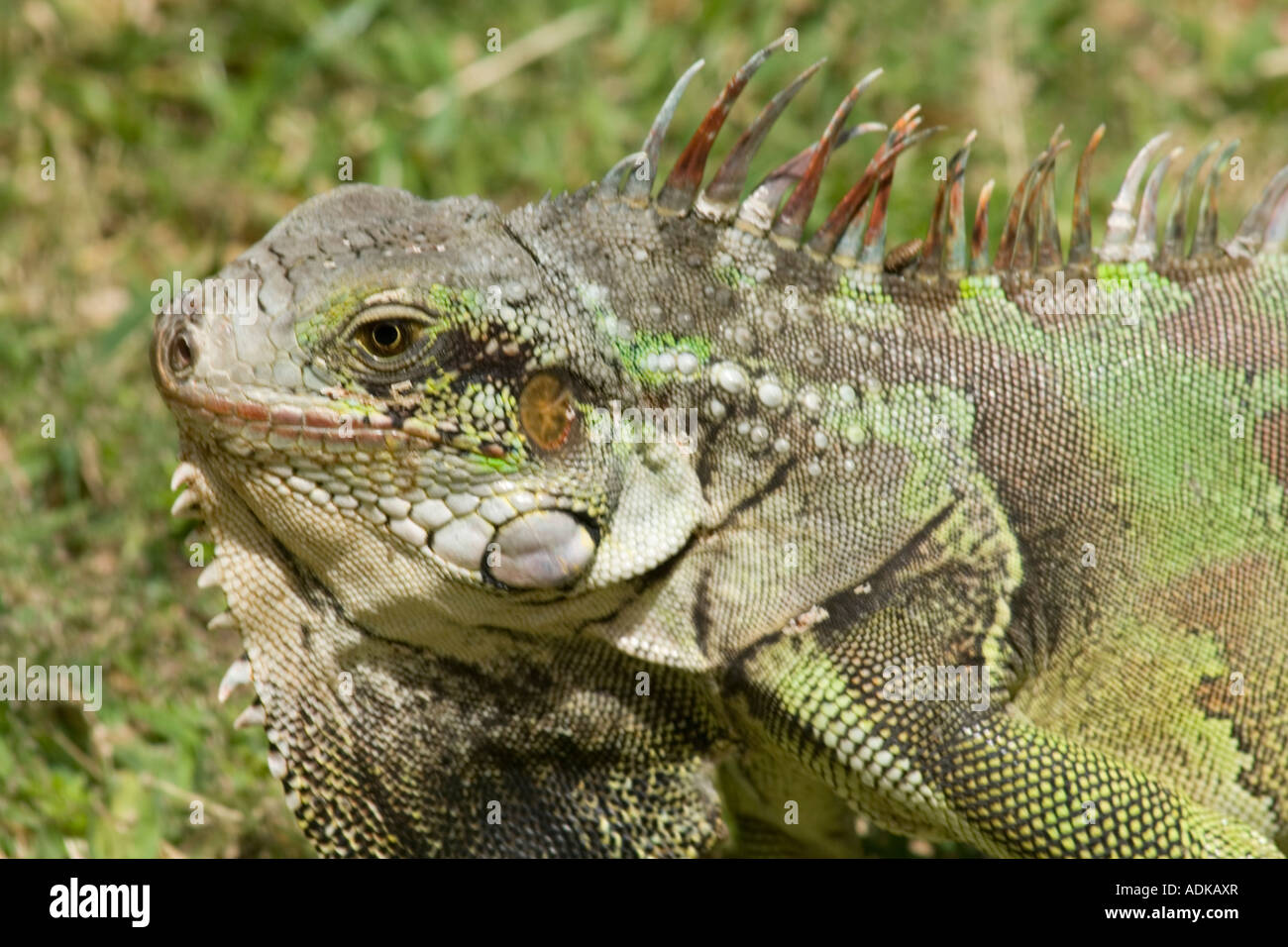 Common iguana hi-res stock photography and images - Alamy