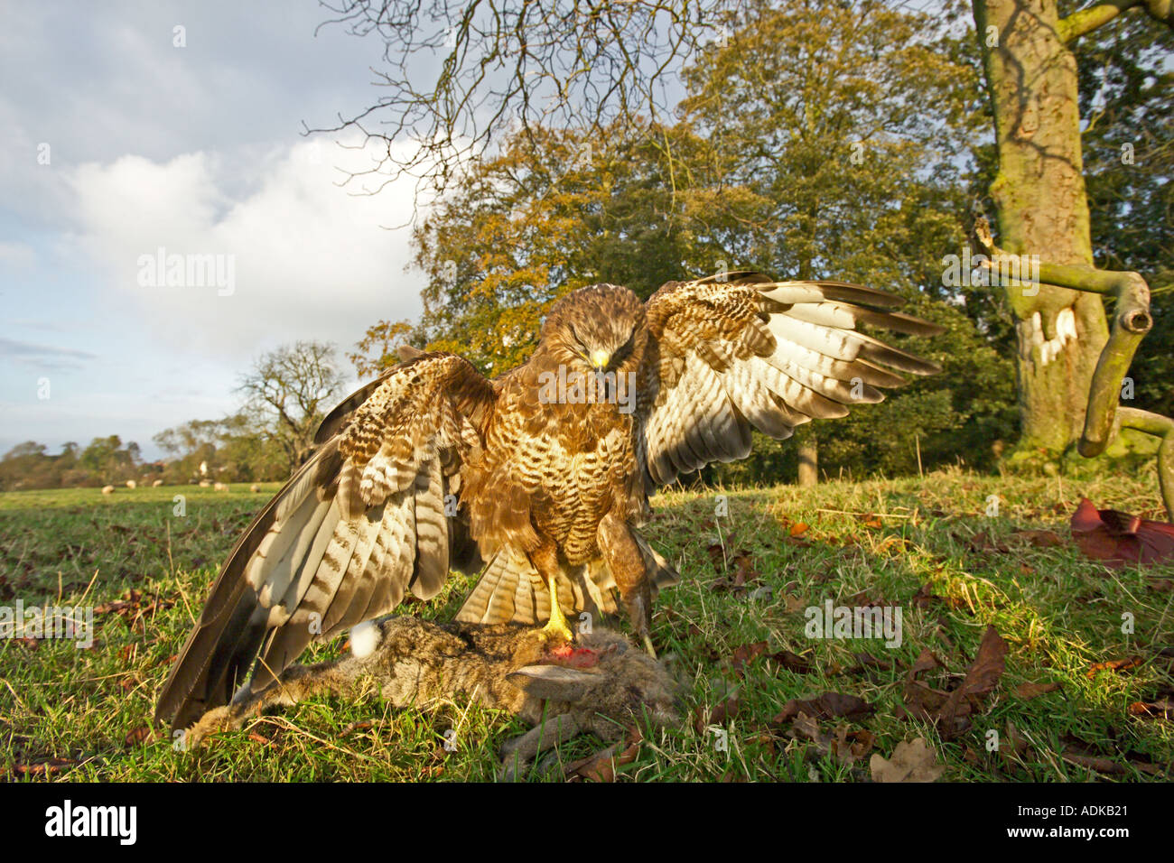 Rabbit yorkshire hi-res stock photography and images - Alamy