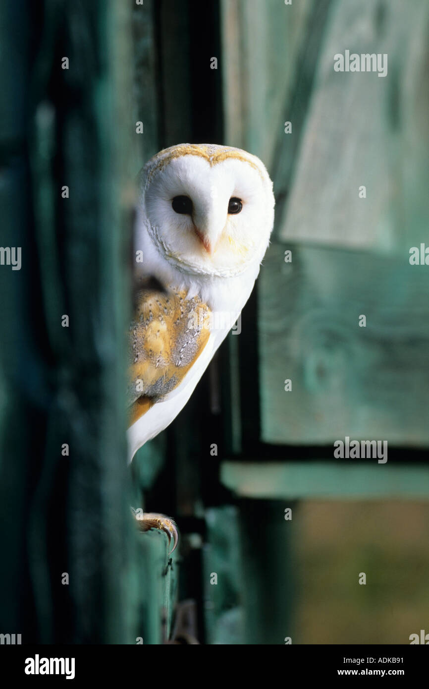 Barn Owl Tyto alba peering round barn door UK Stock Photo - Alamy