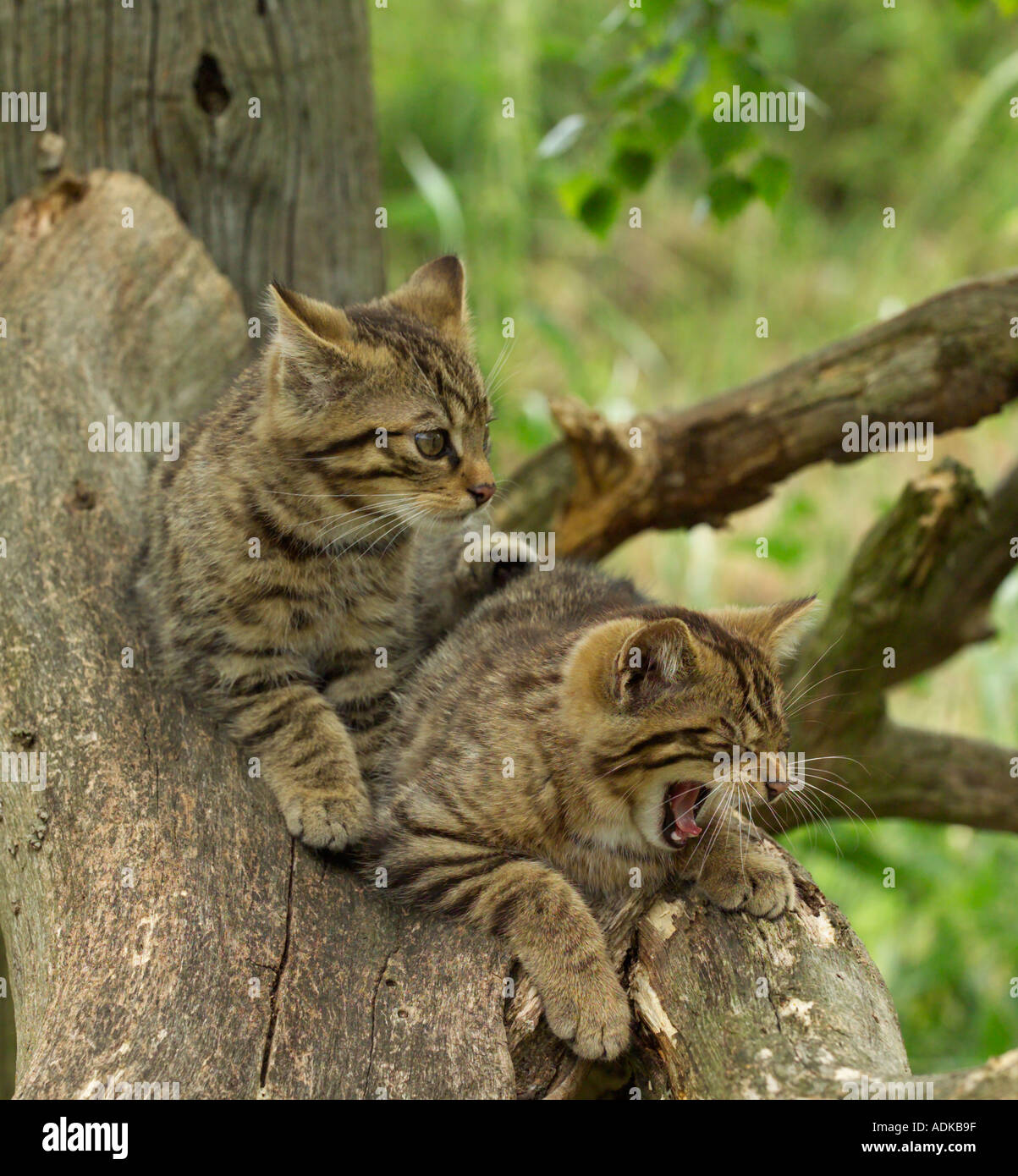Scottish Wildcat kitten UK June Stock Photo - Alamy