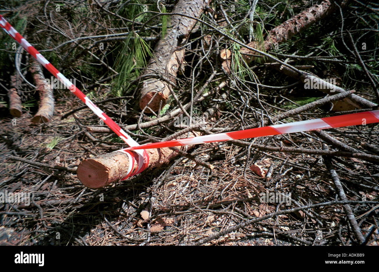 safety tape barrier in tree cutting area Stock Photo - Alamy