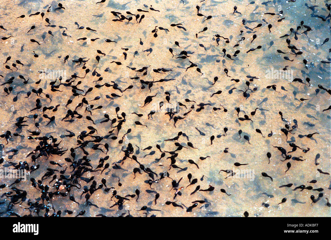 Tadpoles swimming in pool hi-res stock photography and images - Alamy