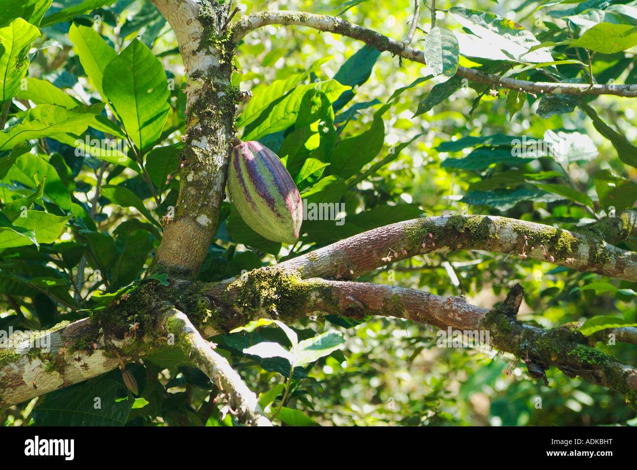 Cacao tree with fruit pod, Ecuador Stock Photo - Alamy