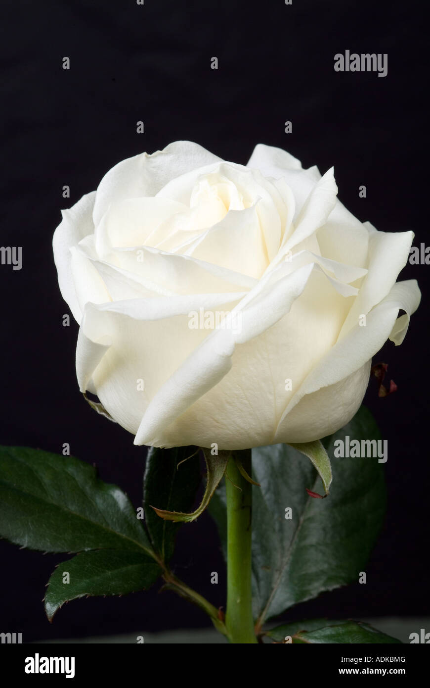Portrait of a white rose Stock Photo - Alamy