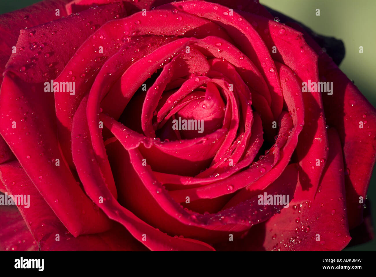 Portrait of a red rose Stock Photo - Alamy