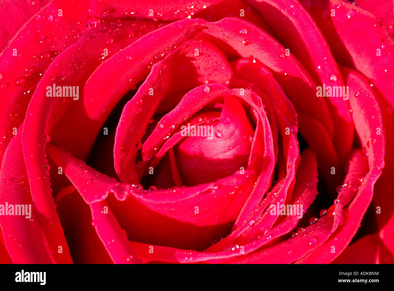 Portrait of a red rose Stock Photo - Alamy