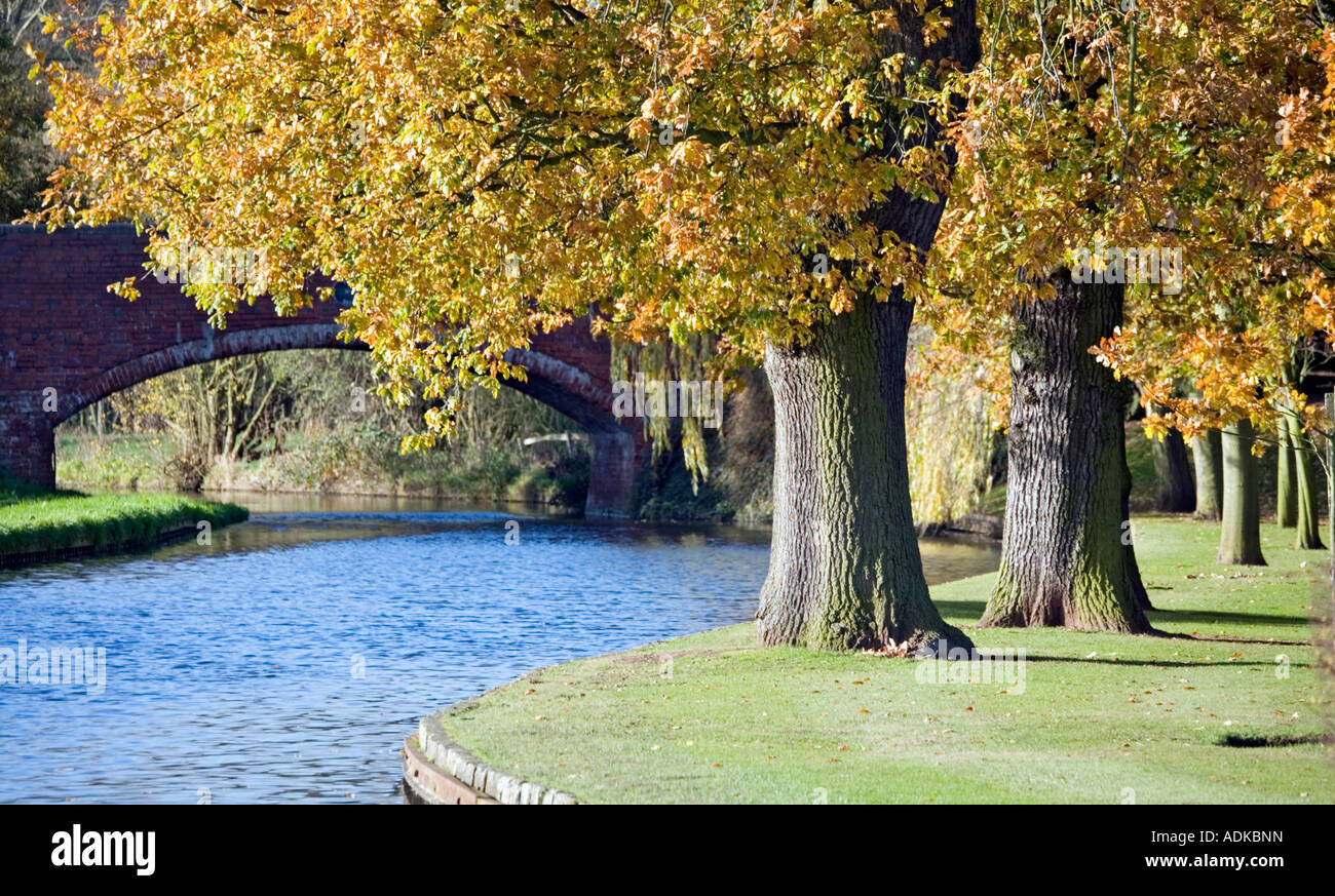British trees in line hi-res stock photography and images - Alamy
