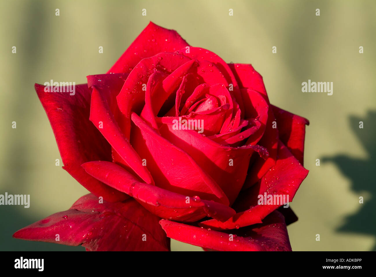 Portrait of a red rose Stock Photo - Alamy