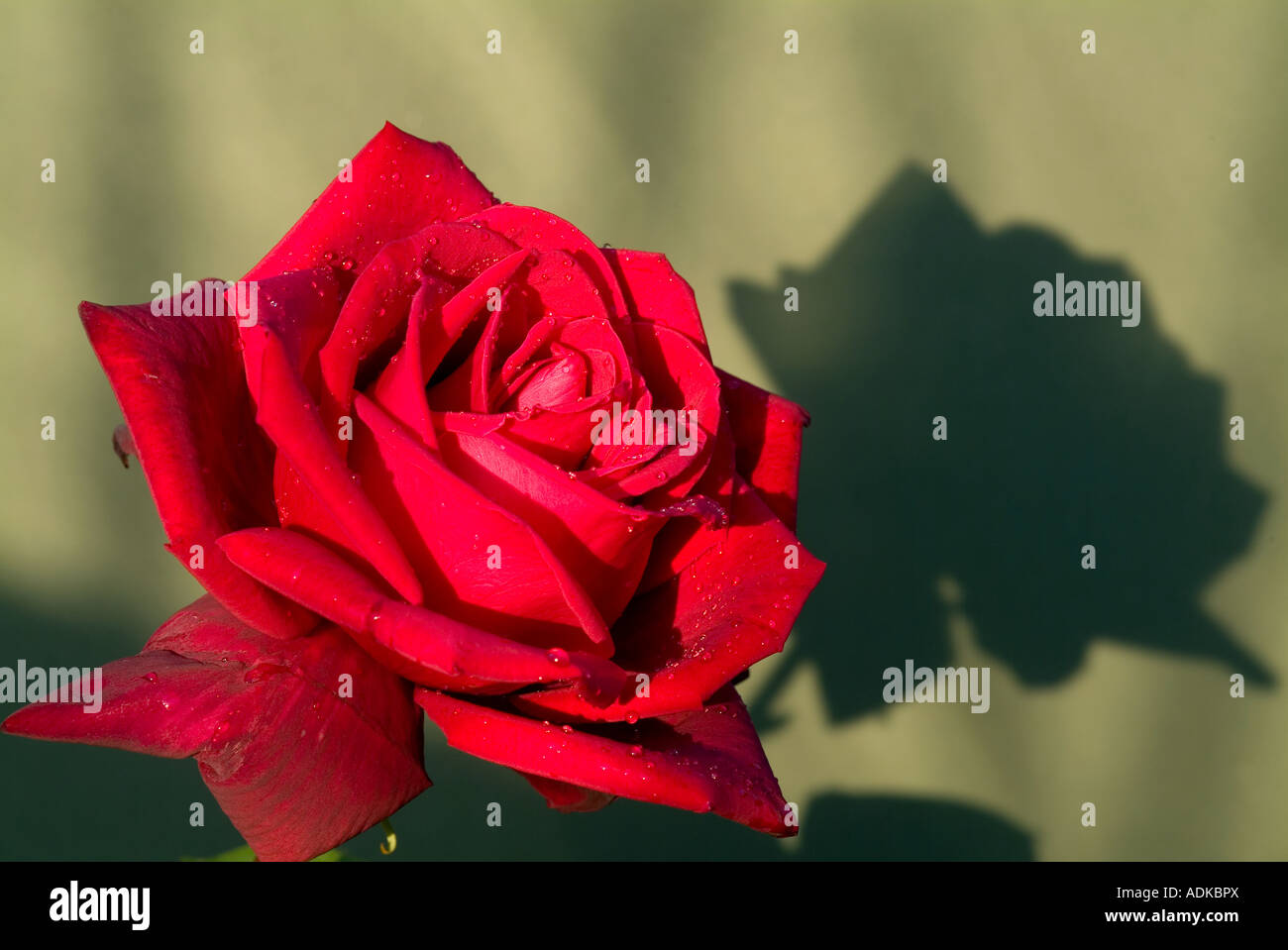 Portrait of a red rose Stock Photo - Alamy