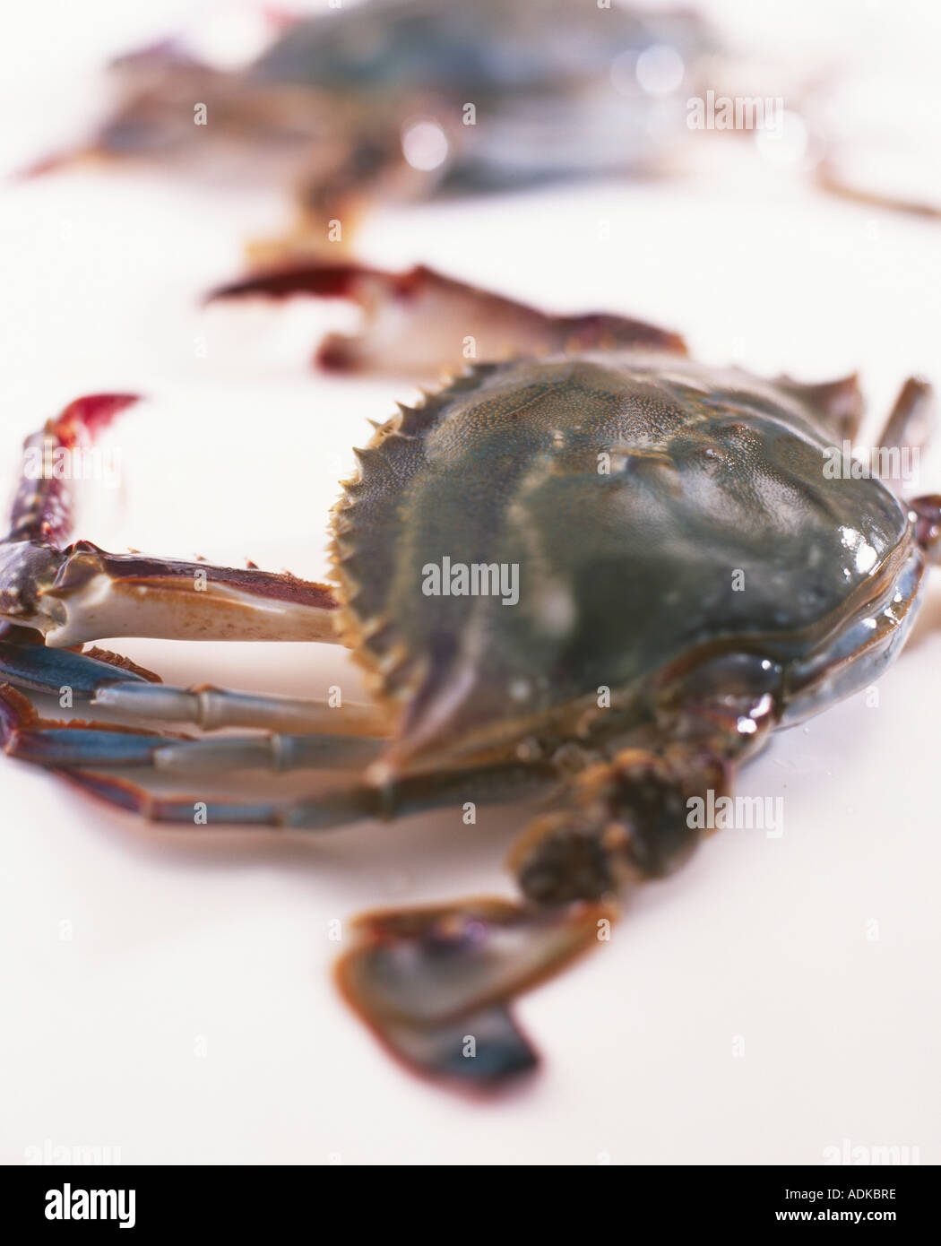 seafood fresh crab Stock Photo - Alamy
