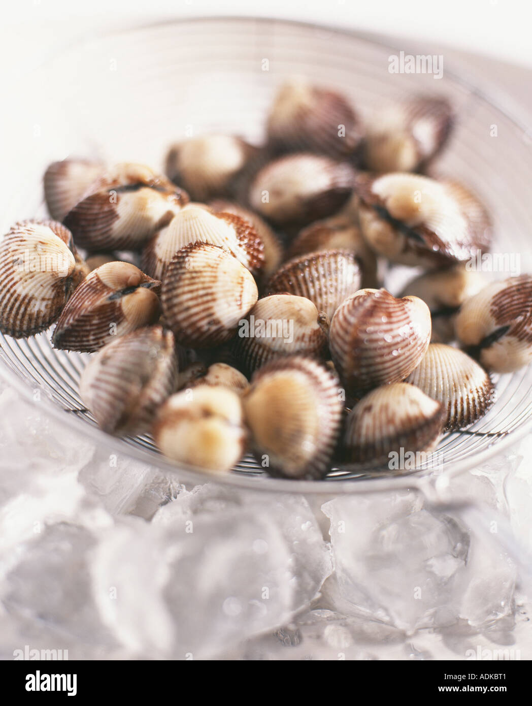 seafood ark shell Stock Photo - Alamy