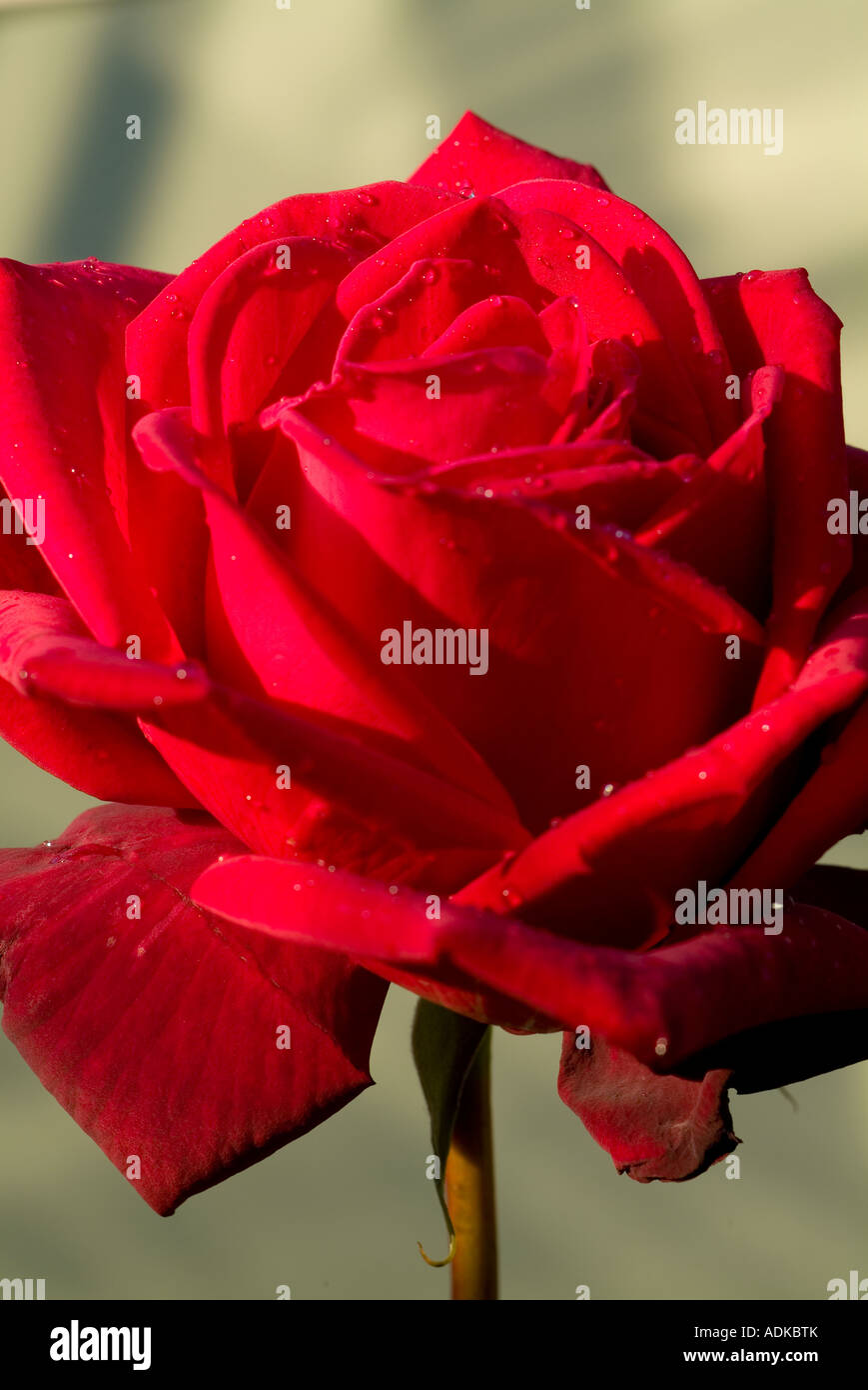 Portrait of a red rose Stock Photo - Alamy