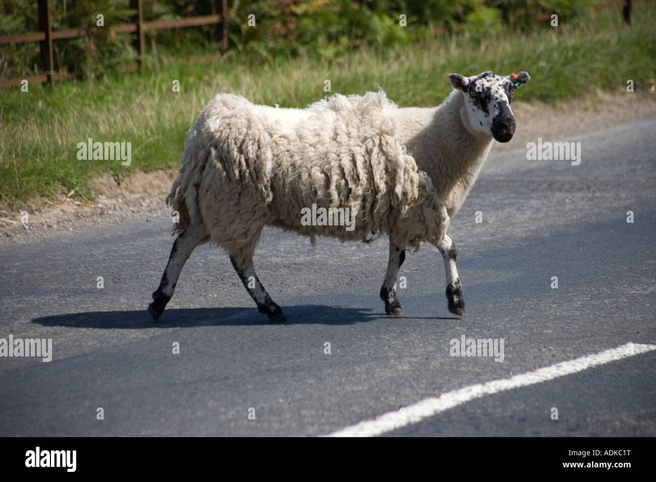 Half Sheared Sheep Ogmore Glamorgan Wales Stock Photo - Alamy