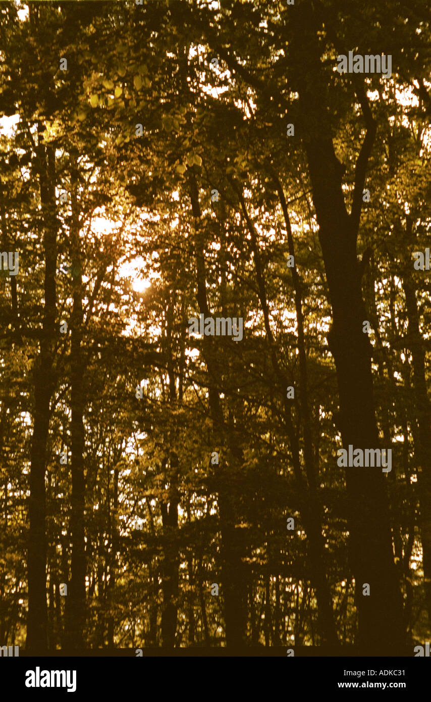 sun breaking through trees in a forest Stock Photo - Alamy