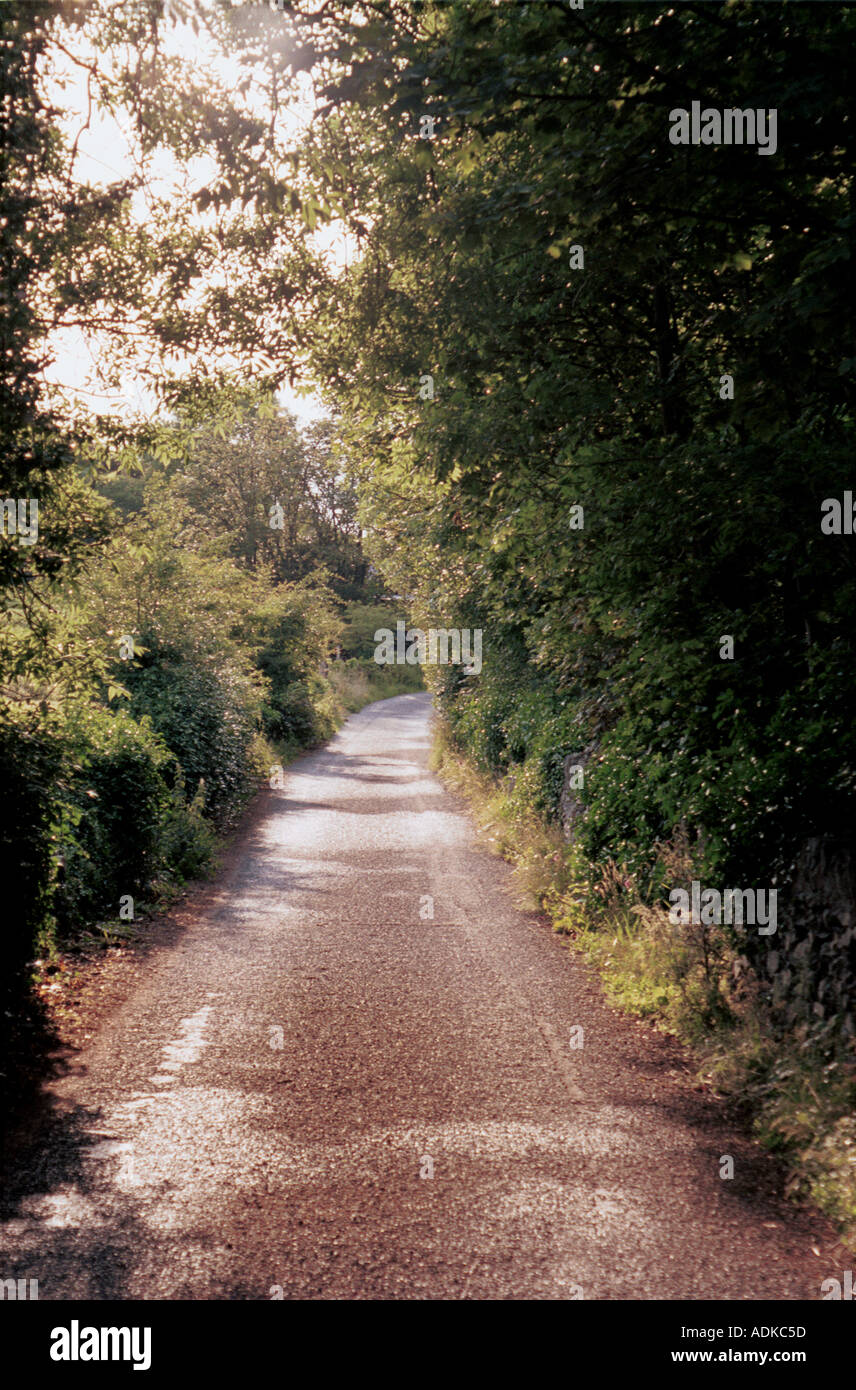 quiet country lane covered with trees Stock Photo - Alamy