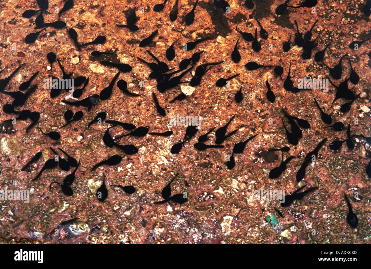 Tadpoles swimming in pool hi-res stock photography and images - Alamy