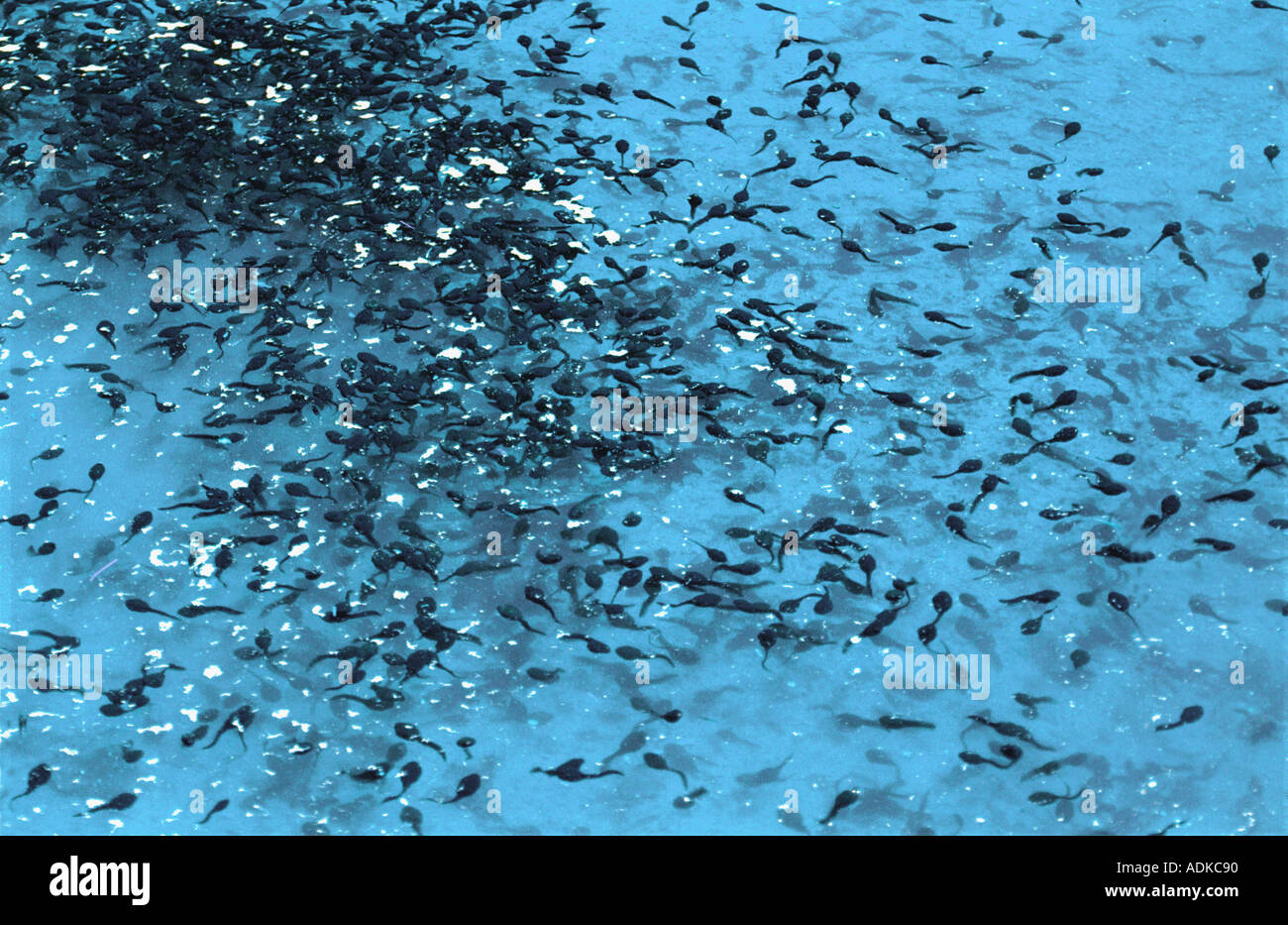 Tadpoles swimming in pool hi-res stock photography and images - Alamy