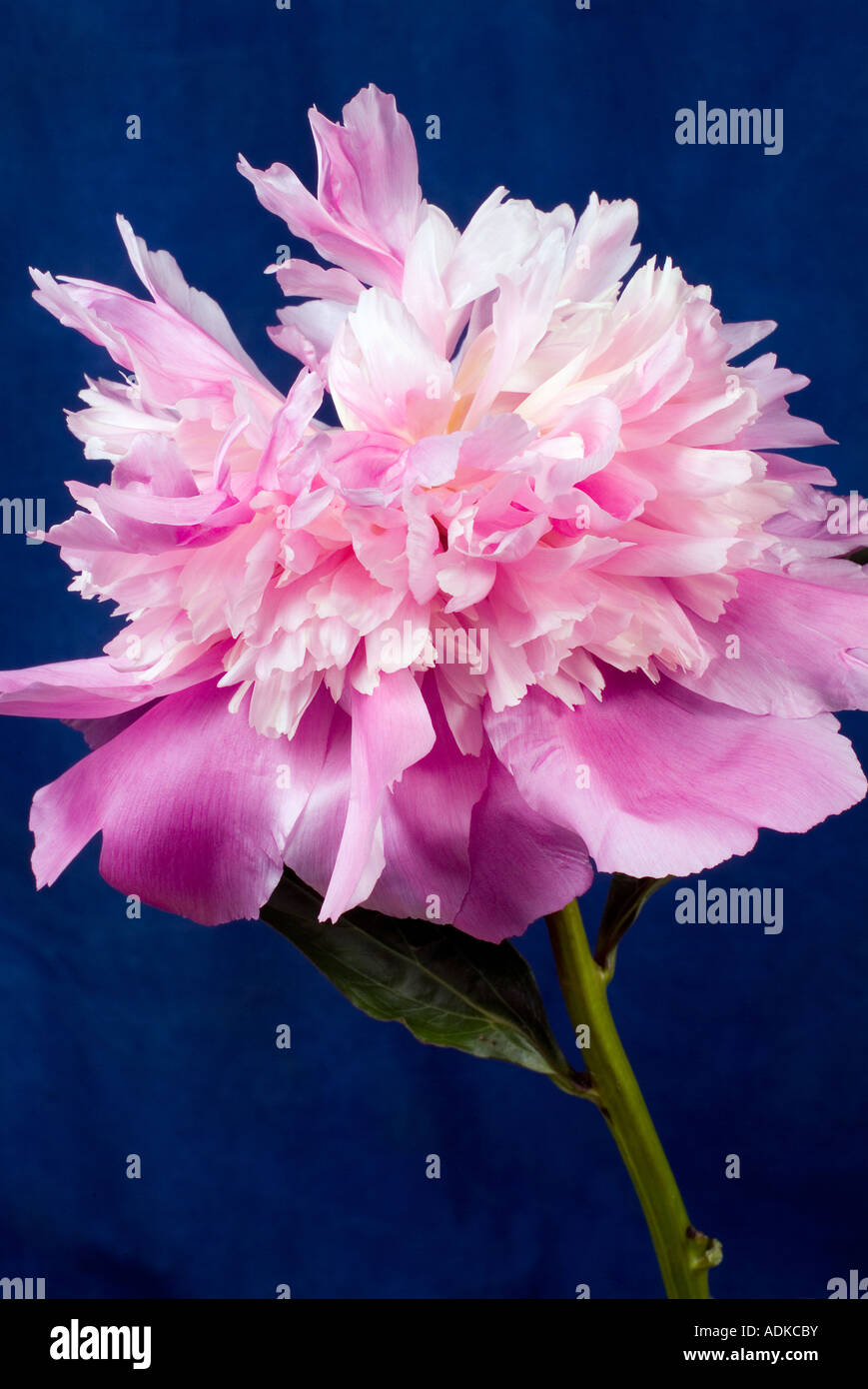 Portrait of an peony Stock Photo - Alamy