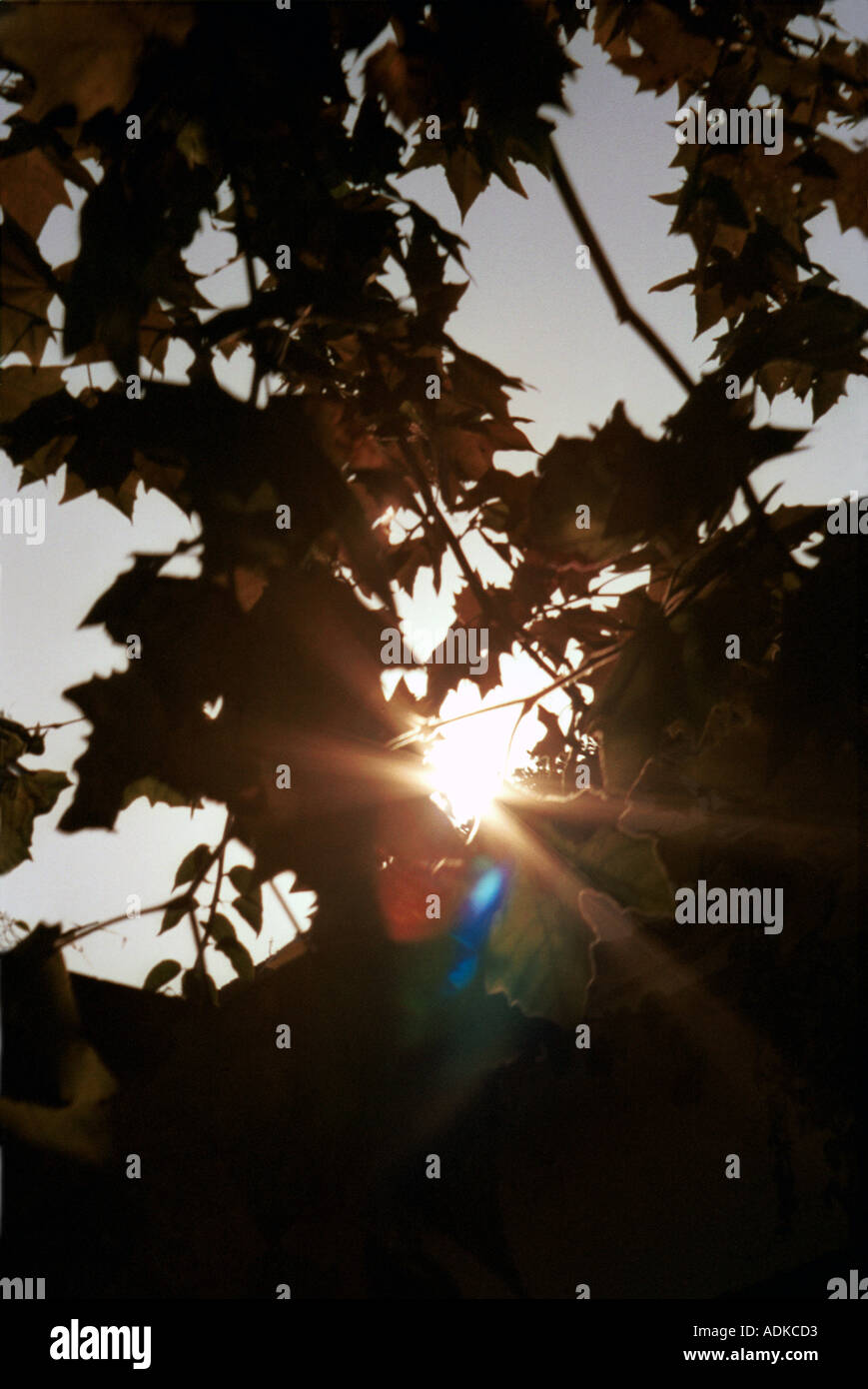 sun breaking through tree branches Stock Photo - Alamy