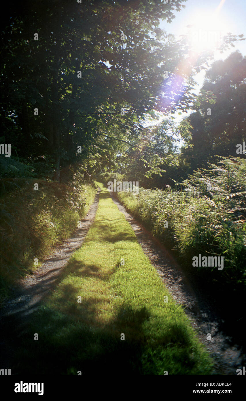 country track with trees growing over Stock Photo - Alamy