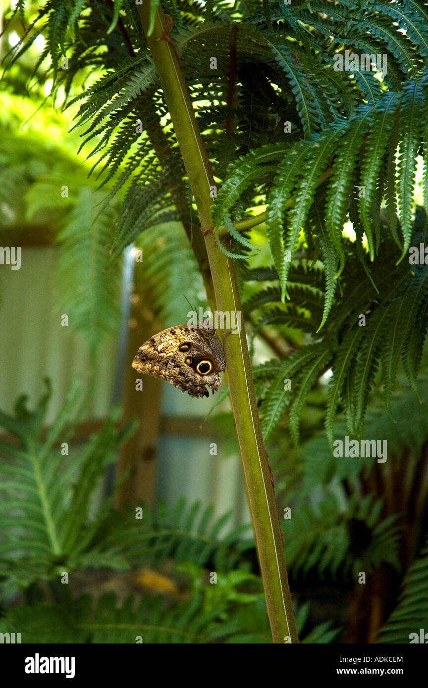 Butterfly standing on a branch Stock Photo - Alamy