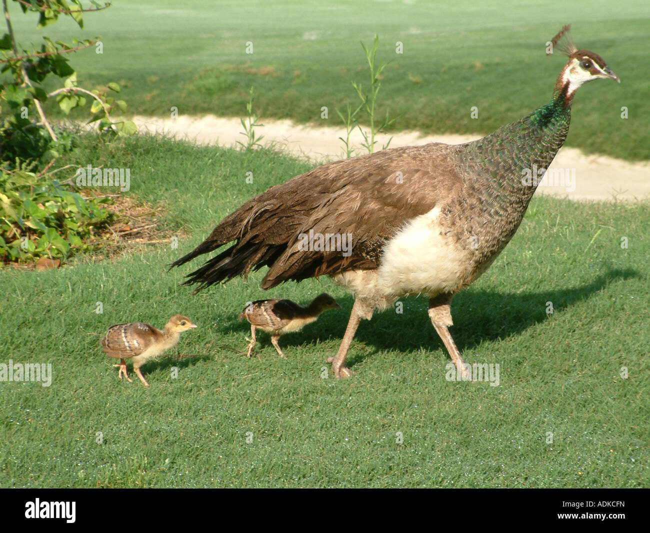 Peacock peahen peafowl chicks hi-res stock photography and images - Alamy