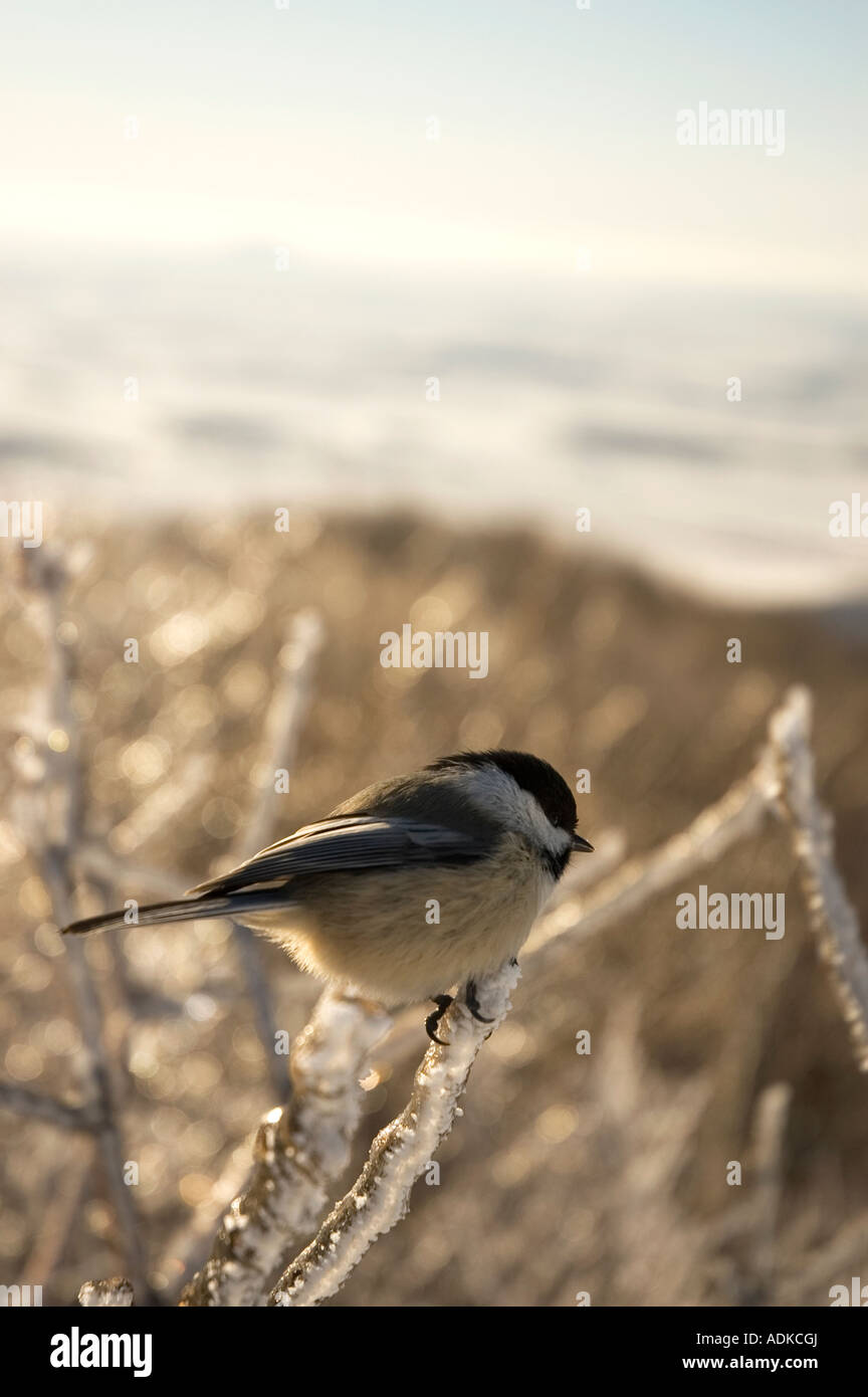 Back capped chickadee hi-res stock photography and images - Alamy