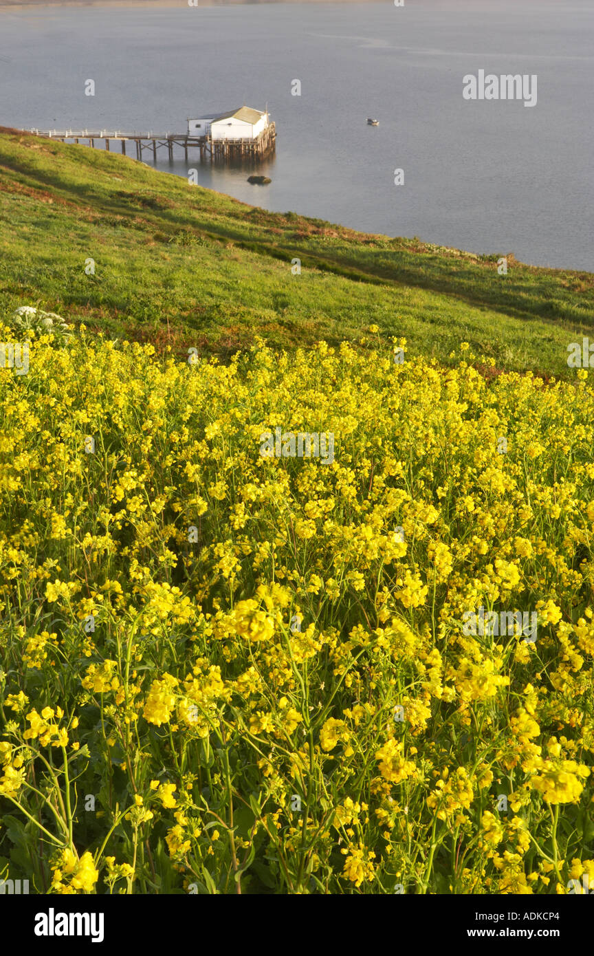 Calm water and wildflowers of Drakes Bay Point Reyes National Seashore ...