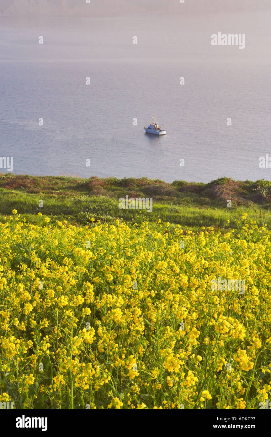 Calm water wildflowers and boat on Drakes Bay Point Reyes National ...