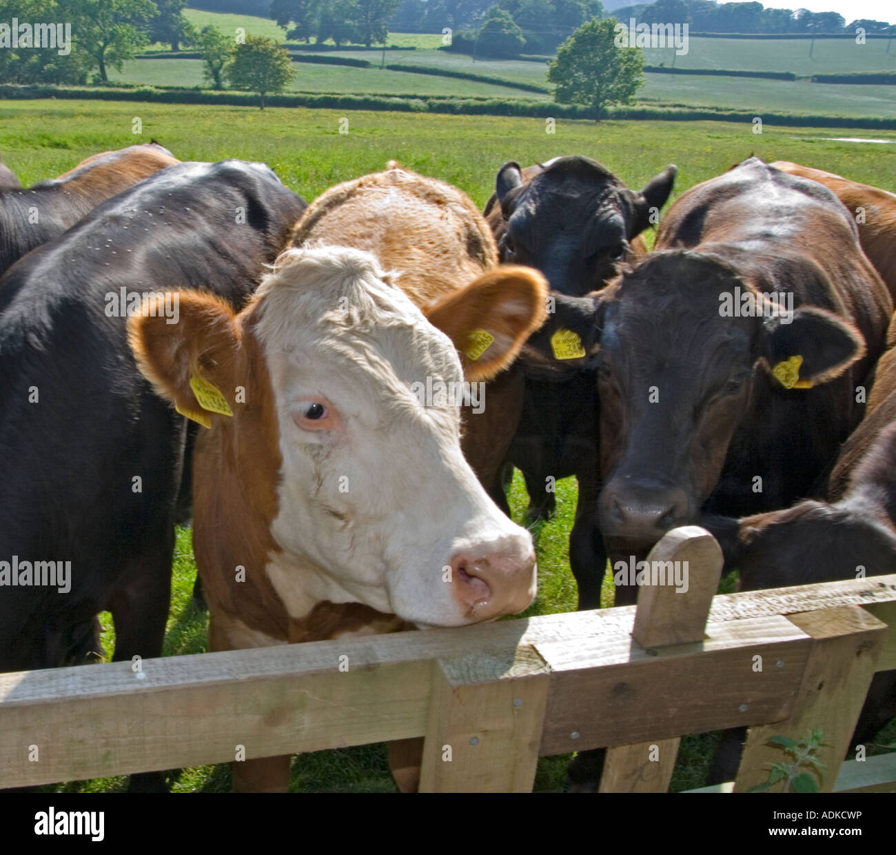 Bullocks in Field, Somerset, UK Stock Photo - Alamy