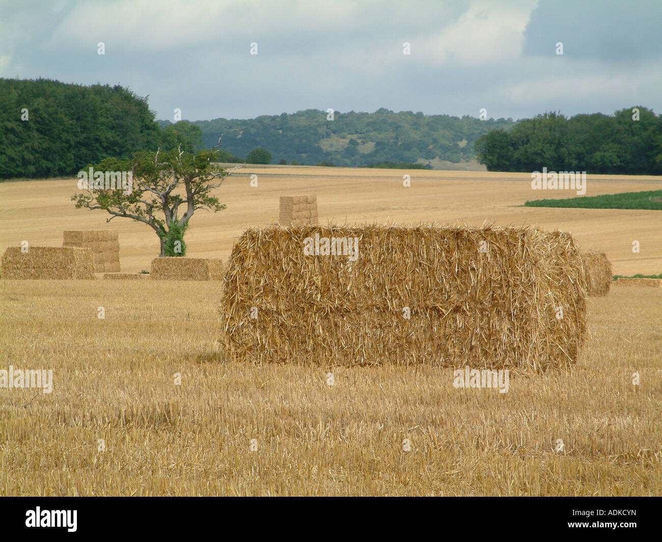 agricultural landscape with tree and haystack, near Lavant, West Sussex ...