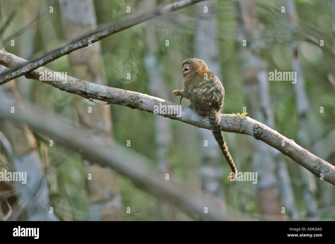 Pygmy marmoset eating hi-res stock photography and images - Alamy
