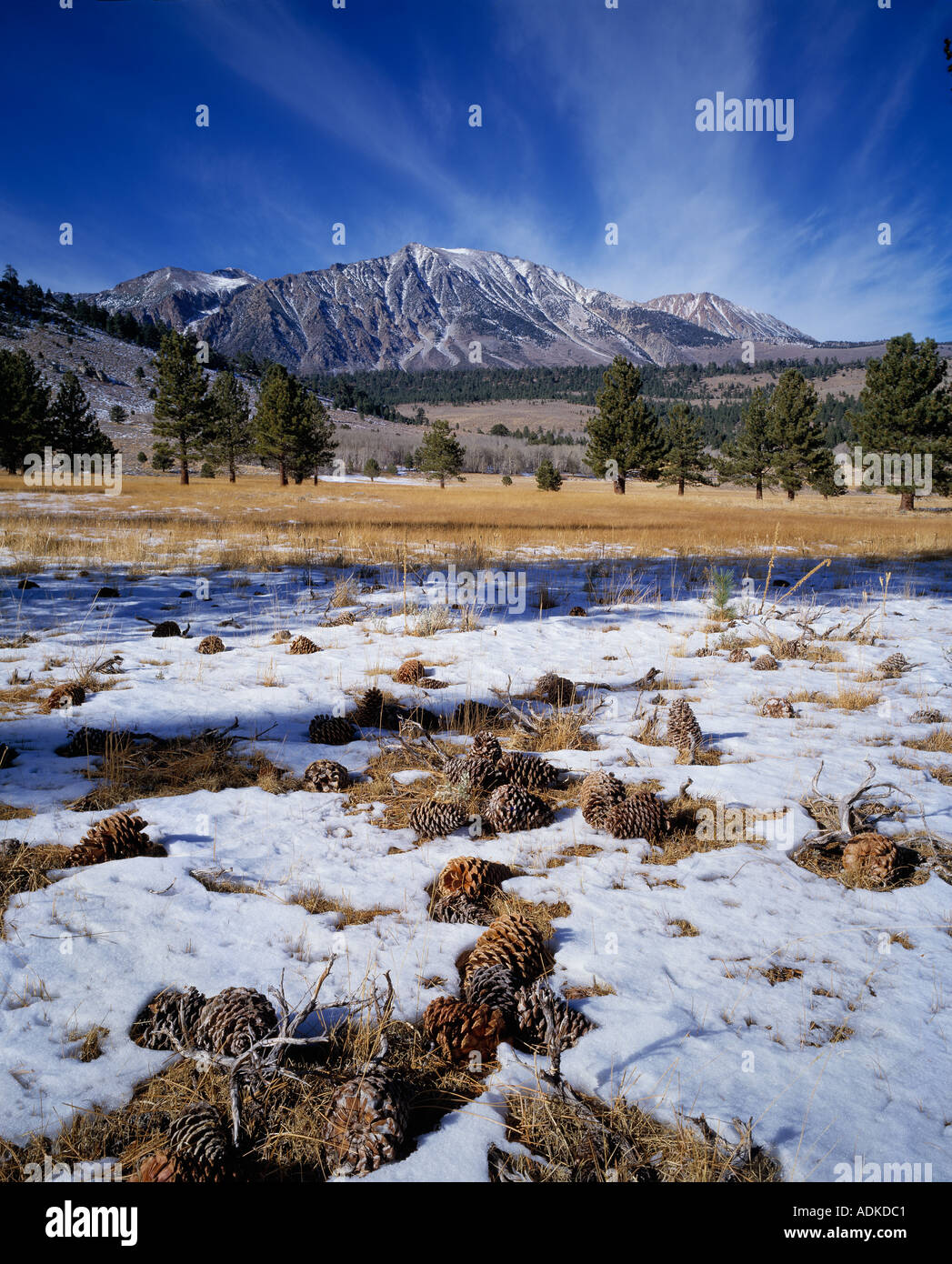 Sierra lewis hi-res stock photography and images - Alamy