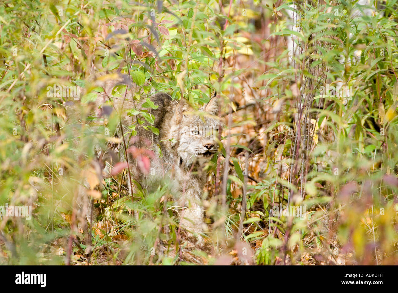 Lynx snowshoe hare hi-res stock photography and images - Alamy