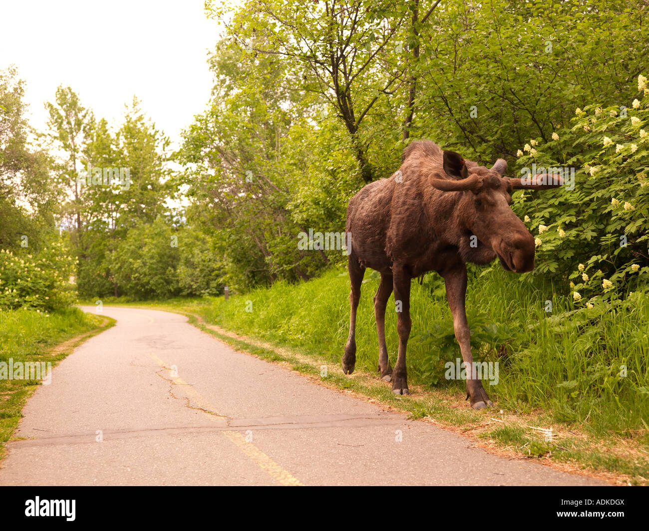 Moose Foot High Resolution Stock Photography and Images - Alamy