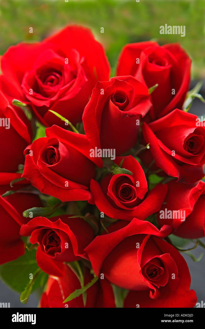 Red roses close up Stock Photo - Alamy