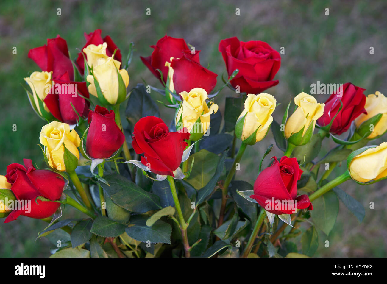 Red and yellow roses Stock Photo - Alamy