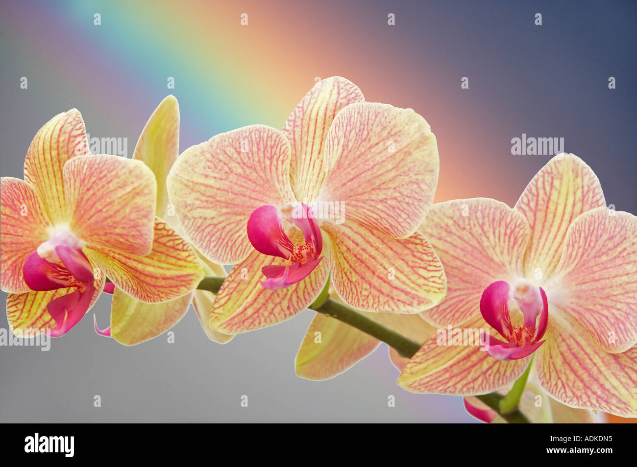 Close up of rainbow and orchid Orchid Phal chih Shangs stripes x Sogo ...