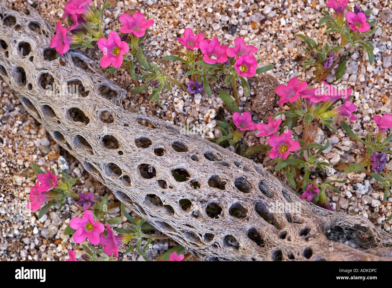 Purple Mat Nama demissum and decayed Cholla cactus branch Anza Borrego ...