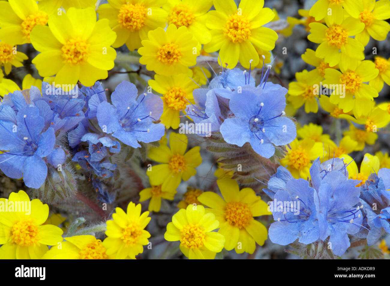 Wild Heliotrope Phacelia distans and yellow Wallace s Eriophyllum ...
