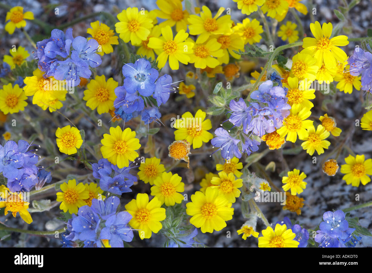 Wild Heliotrope Phacelia distans and yellow Wallace s Eriophyllum ...