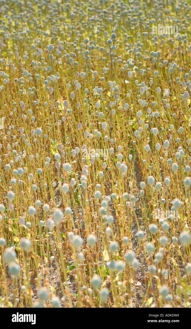 Source of opium drug hi-res stock photography and images - Alamy