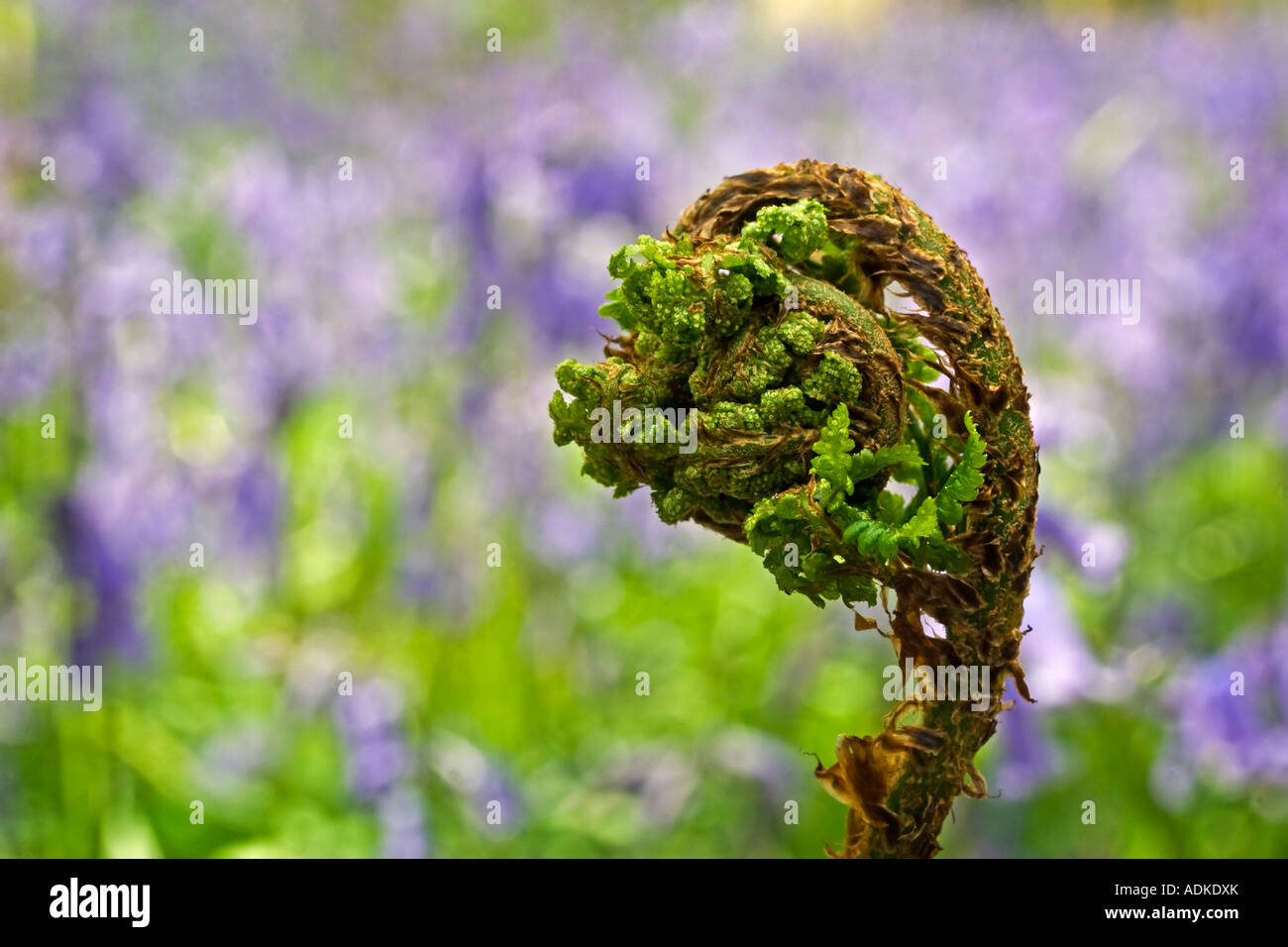 Unfurling hi-res stock photography and images - Alamy