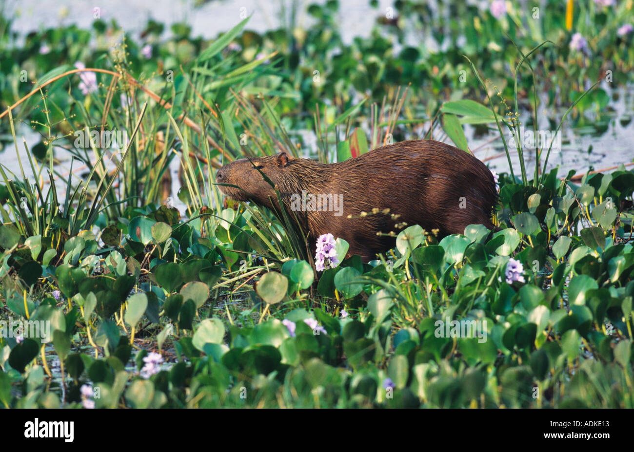 Capybara Picture High Resolution Stock Photography and Images - Alamy