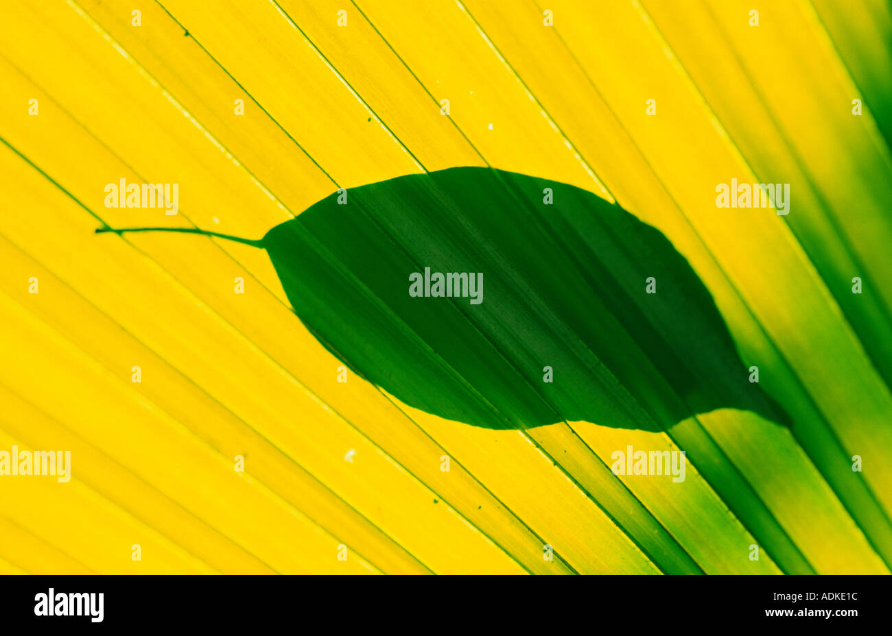 The silhouette of rainforest leaf on a fan palm Amazon rainforest near ...
