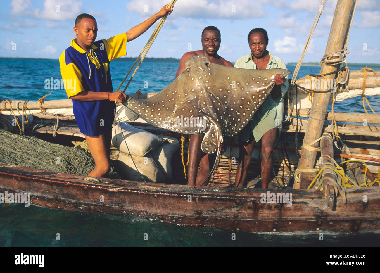 A large spotted eagle ray caught by fishermen in the Indian Ocean Stock ...