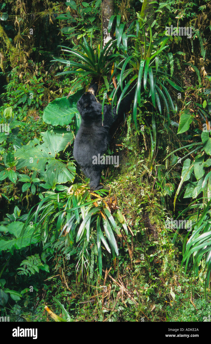 A spectacled bear in the Andes of southern Colombia Stock Photo - Alamy