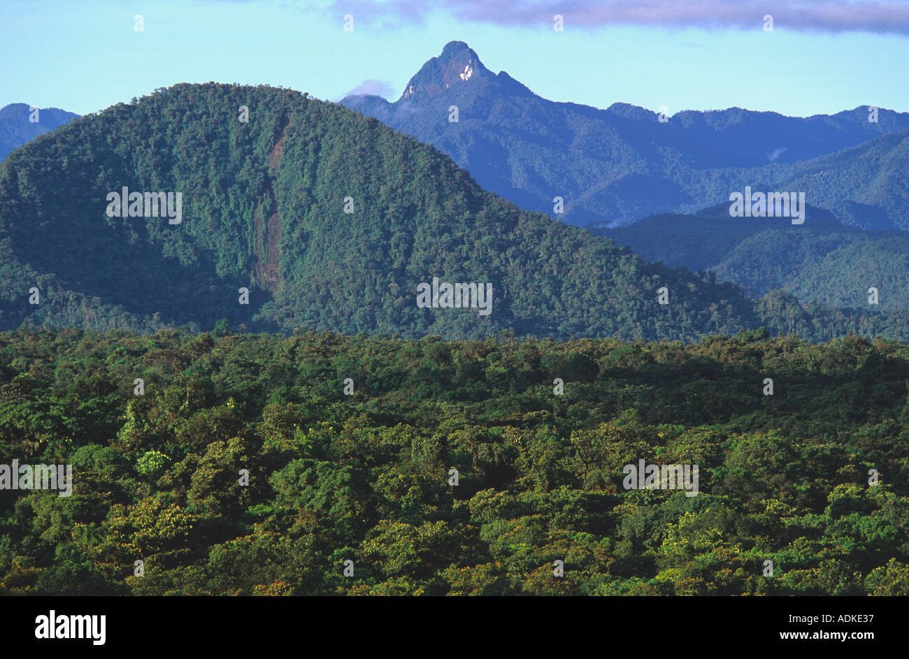 Cloud forest rainforest in the Andes in Southern Colombia Stock Photo ...